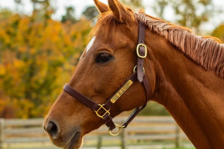 Maymont welcomes new horse with Secretariat pedigree to its farm in ...