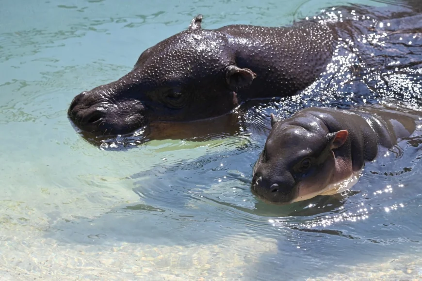 Poppy the pygmy hippo has made her public debut at the Metro Richmond ...